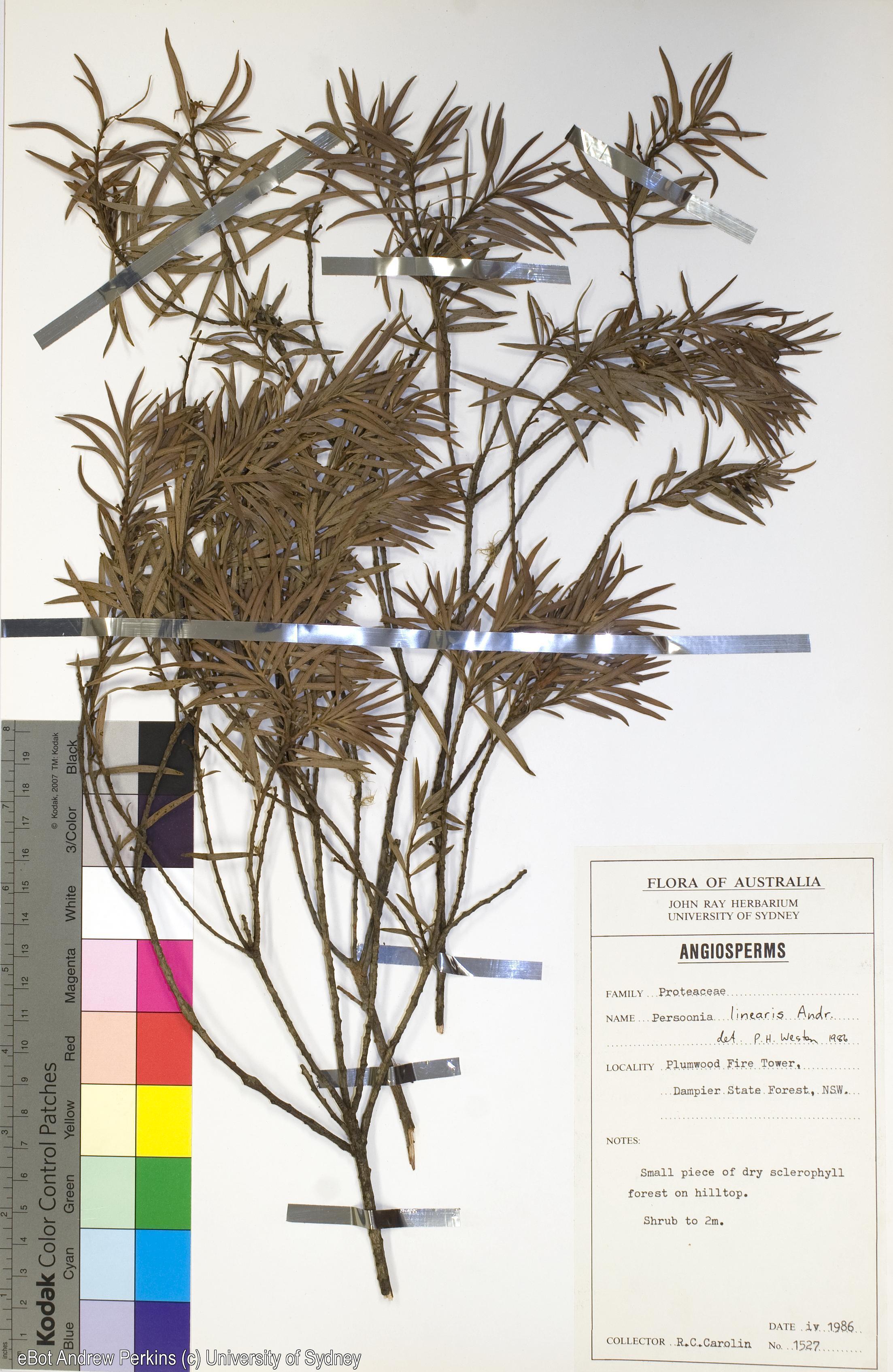 Persoonia linearis | University of Sydney Library