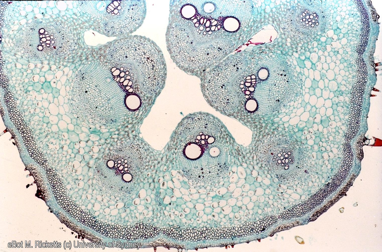 TS Cucurbita stem | University of Sydney Library