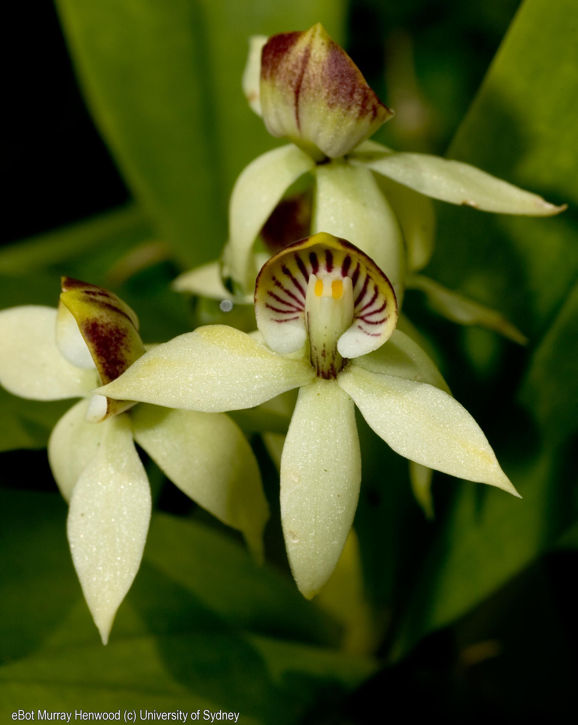 Prosthechea sp | University of Sydney Library