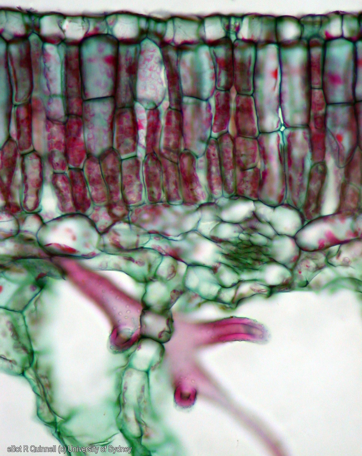 TS Nymphaea leaf | University of Sydney Library