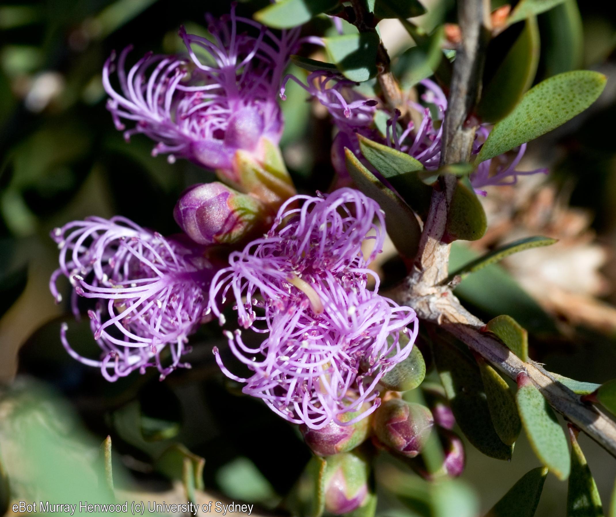 Melaleuca thymifolia | University of Sydney Library
